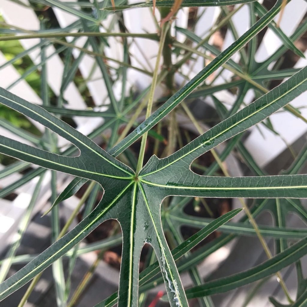 Plant Consciousness: Do Plants Have Feelings? – David Cuschieri