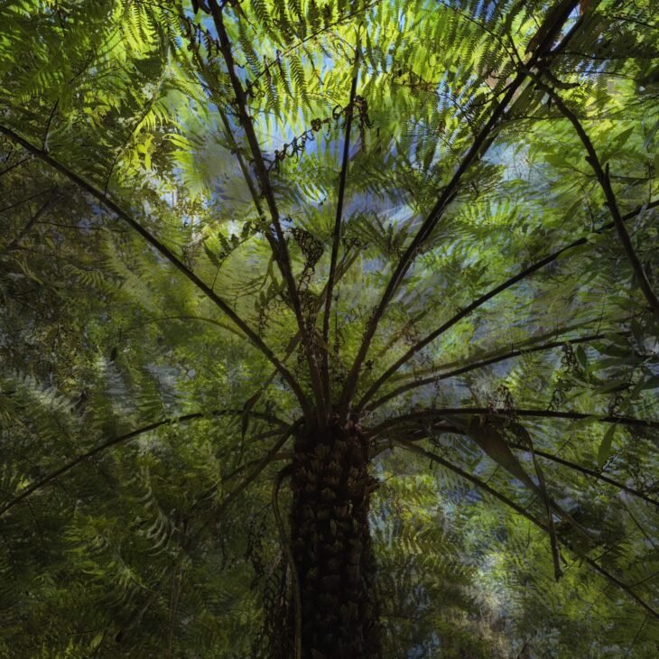 Mist and Ferns – David Cuschieri