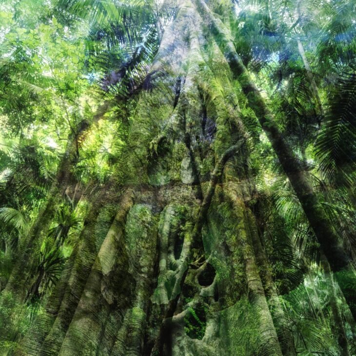 Song of the Forest – David Cuschieri