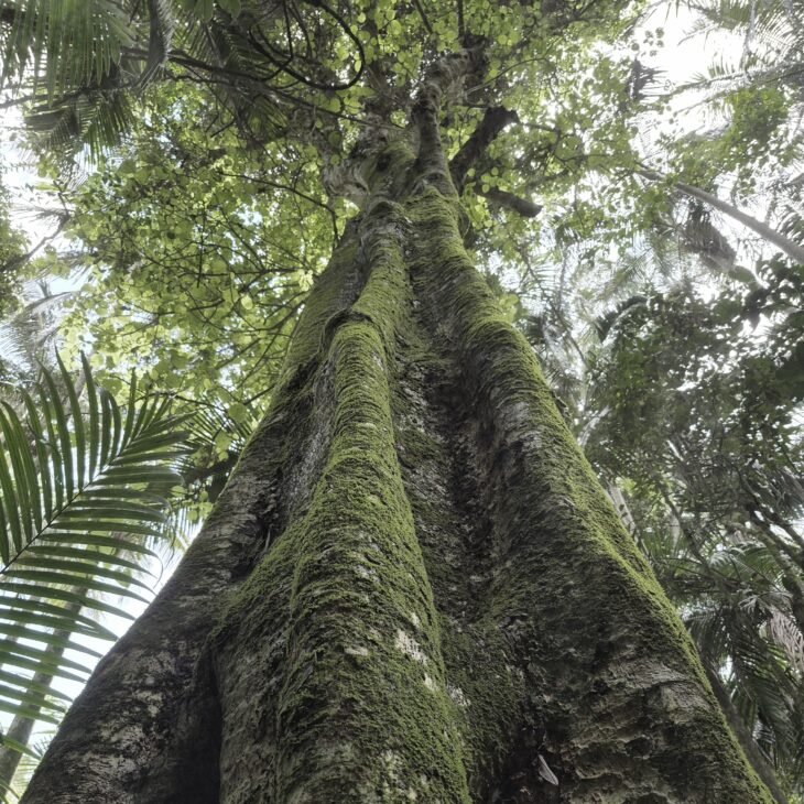 Whispers of the Forest – David Cuschieri