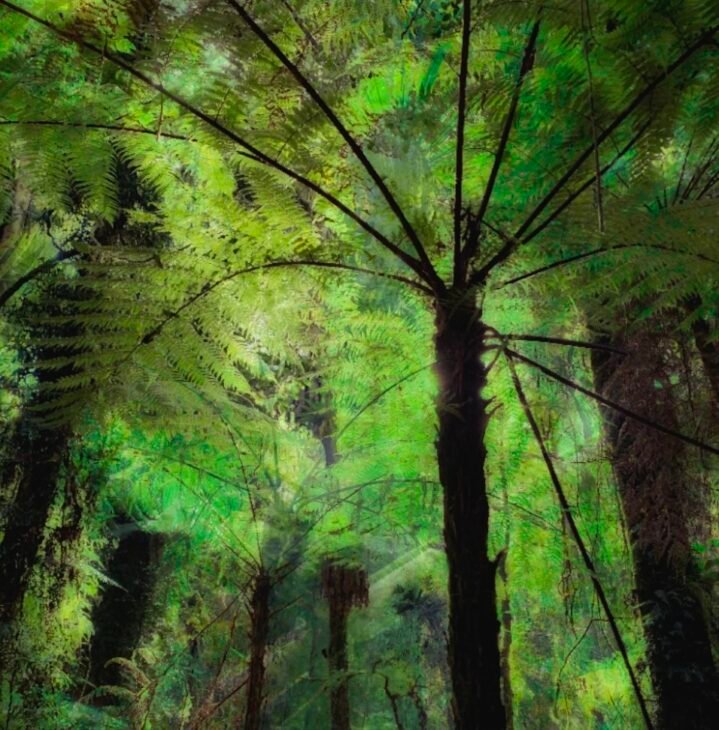 Tree Fern Forest – David Cuschieri